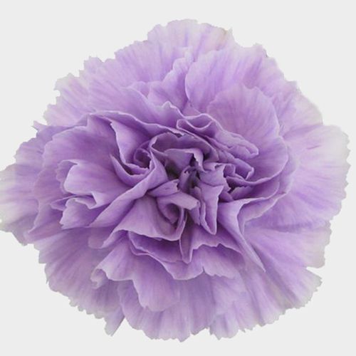 Moon Carnations – Cleveland Plant & Flower - Erie
